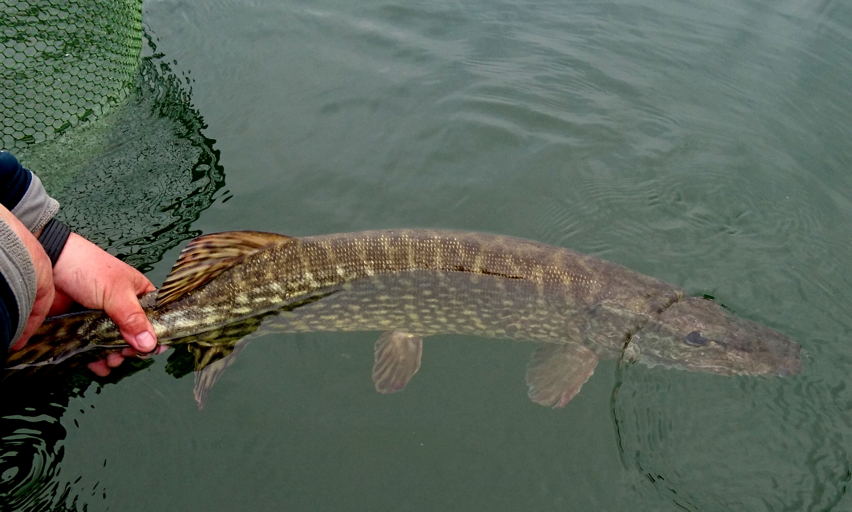 Pike on the Fly - Rutland Fly Fishing Adventures